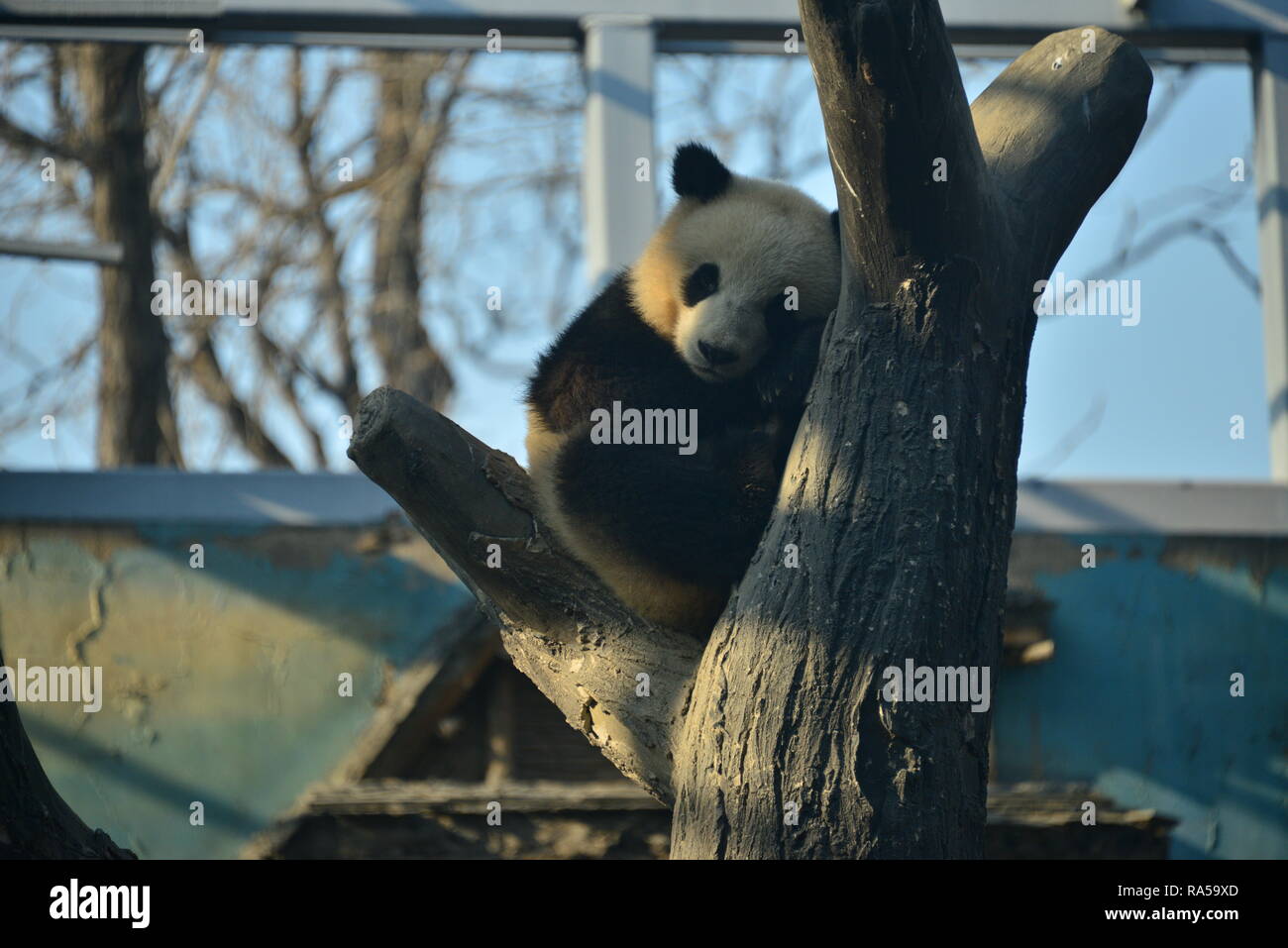 The adorable giant panda â€œFuxingâ€ attracts many tourists' attention ...
