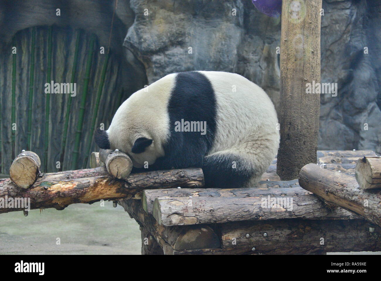 The adorable giant panda â€œFuxingâ€ attracts many tourists' attention ...