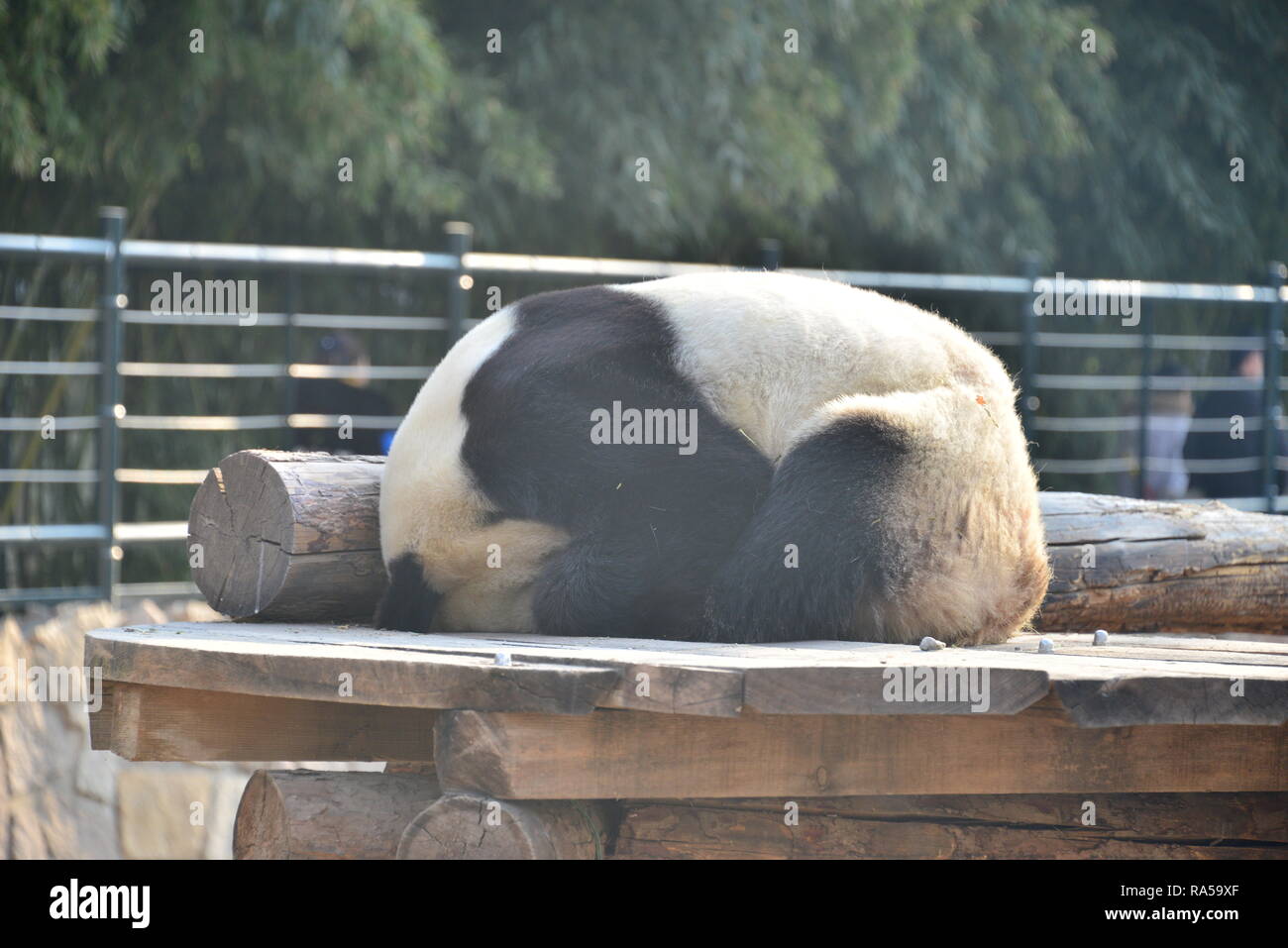 The adorable giant panda â€œFuxingâ€ attracts many tourists' attention ...