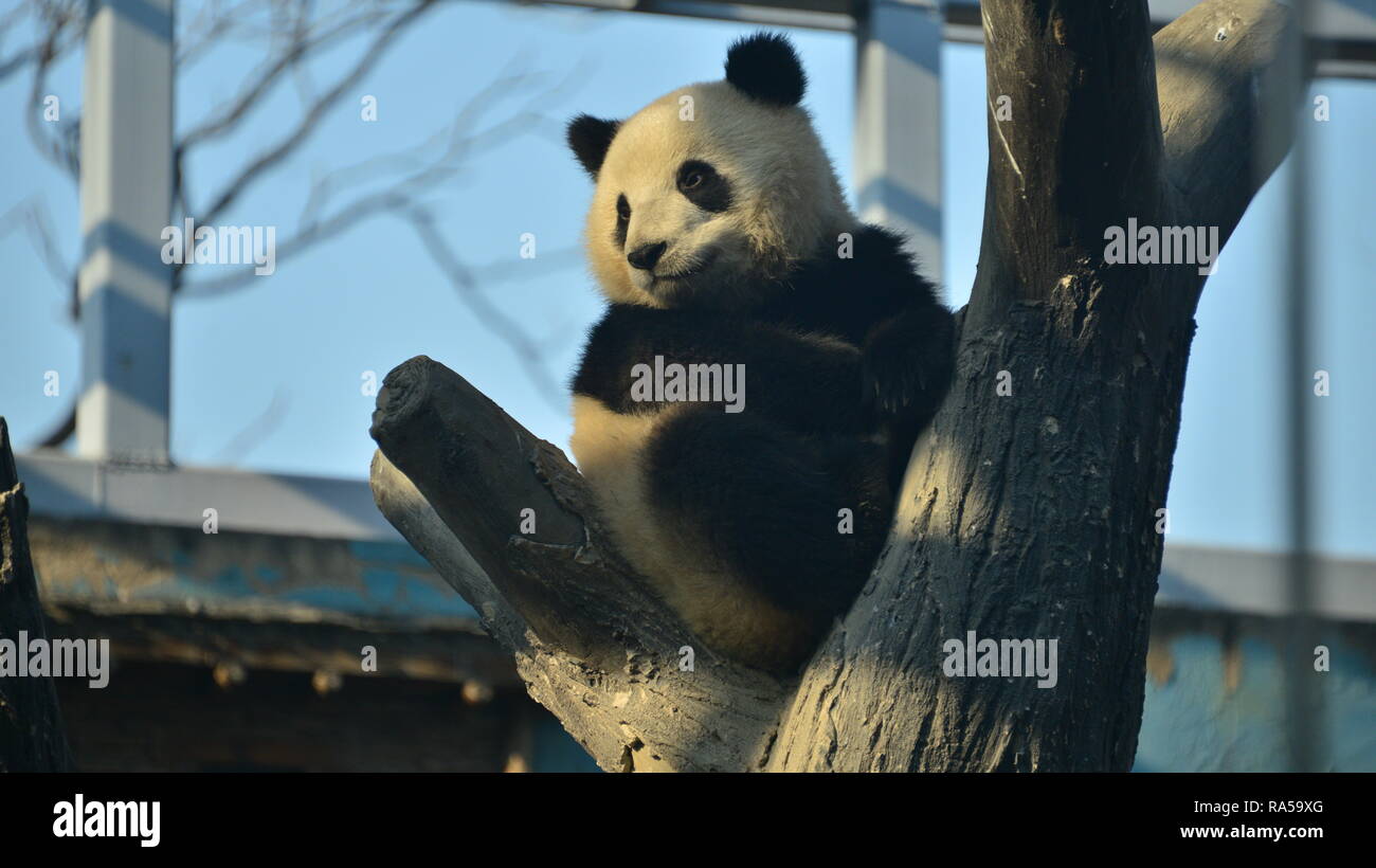 The adorable giant panda â€œFuxingâ€ attracts many tourists' attention ...