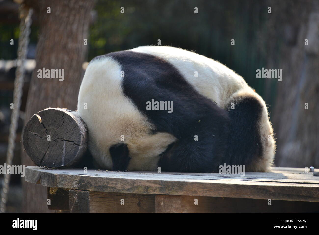 The adorable giant panda â€œFuxingâ€ attracts many tourists' attention ...