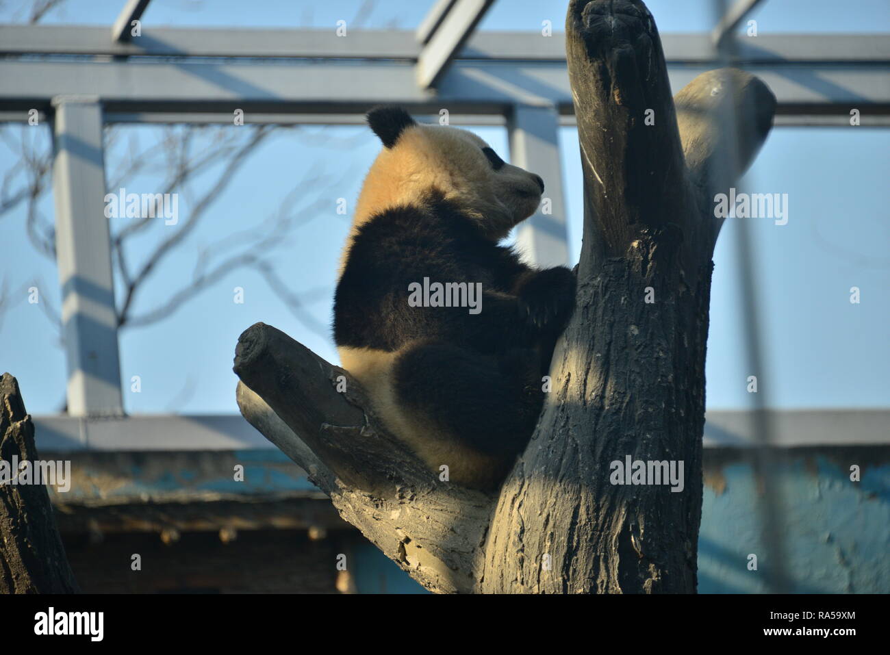 The adorable giant panda â€œFuxingâ€ attracts many tourists' attention ...