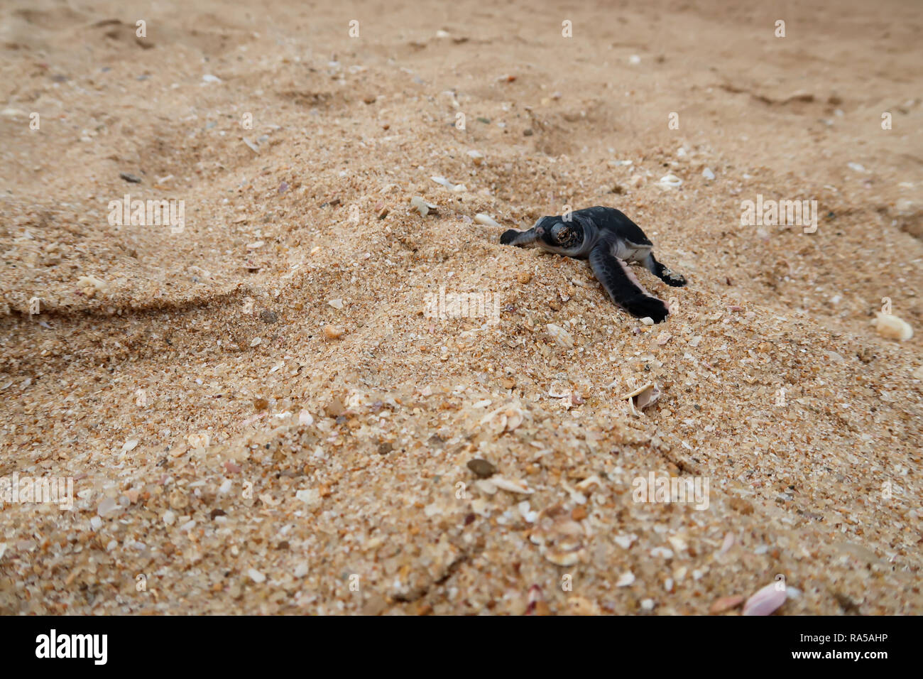 Baby sea turtle hatch shell hi-res stock photography and images - Alamy