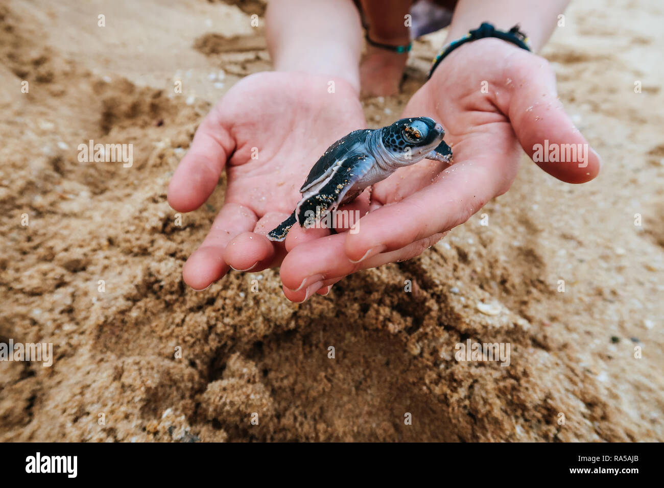 Baby sea turtle hatch shell hi-res stock photography and images - Alamy