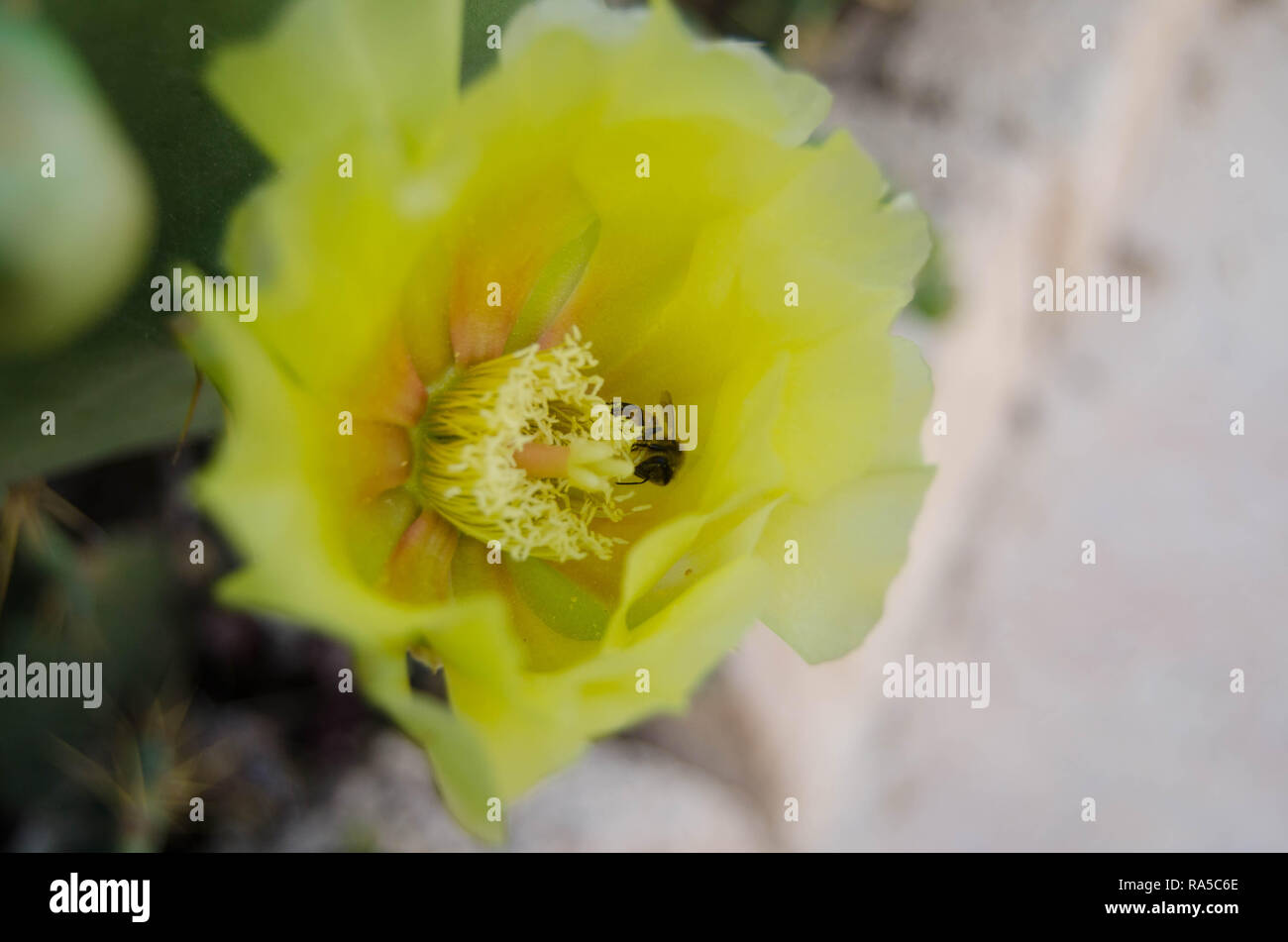 Closeup shot cactus flowers hi-res stock photography and images - Alamy