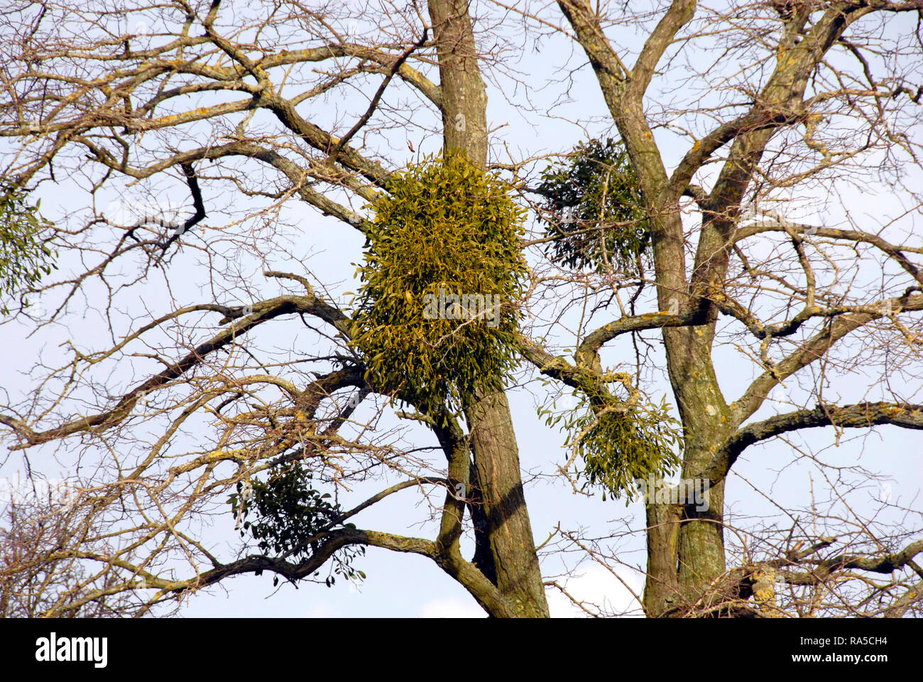 Mistletoe growing on roadside tree, England Stock Photo - Alamy