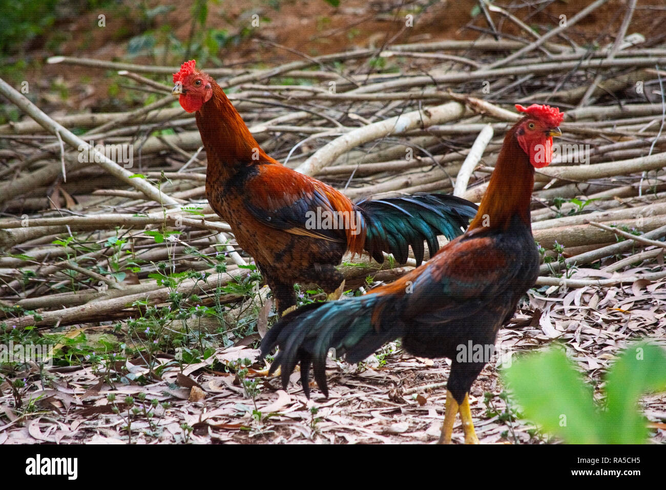 Wild rooster hi-res stock photography and images - Alamy
