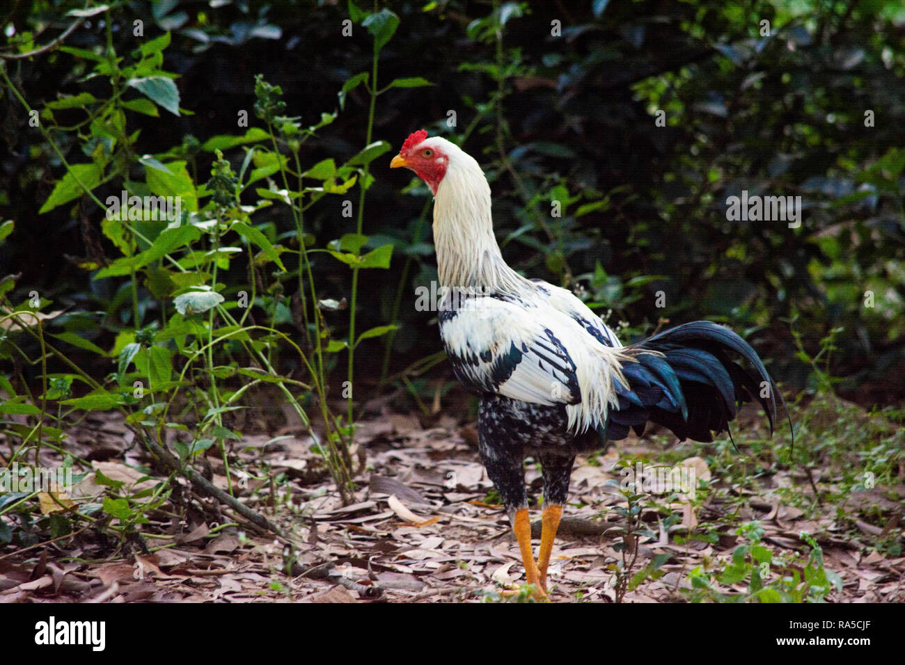 Rooster in forest Stock Photo - Alamy