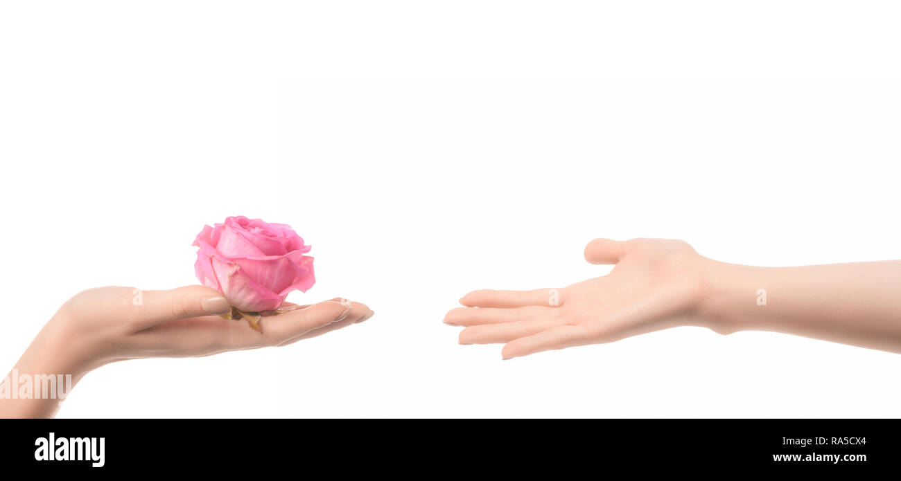 partial view of woman handing pink rose flower to someone isolated on ...