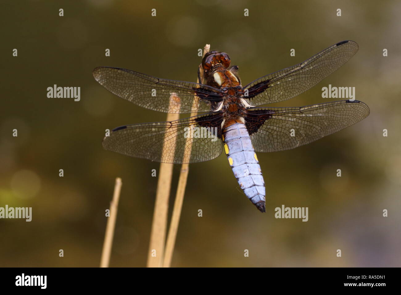 Male Broad-bodied Chaser Dragonfly Stock Photo - Alamy