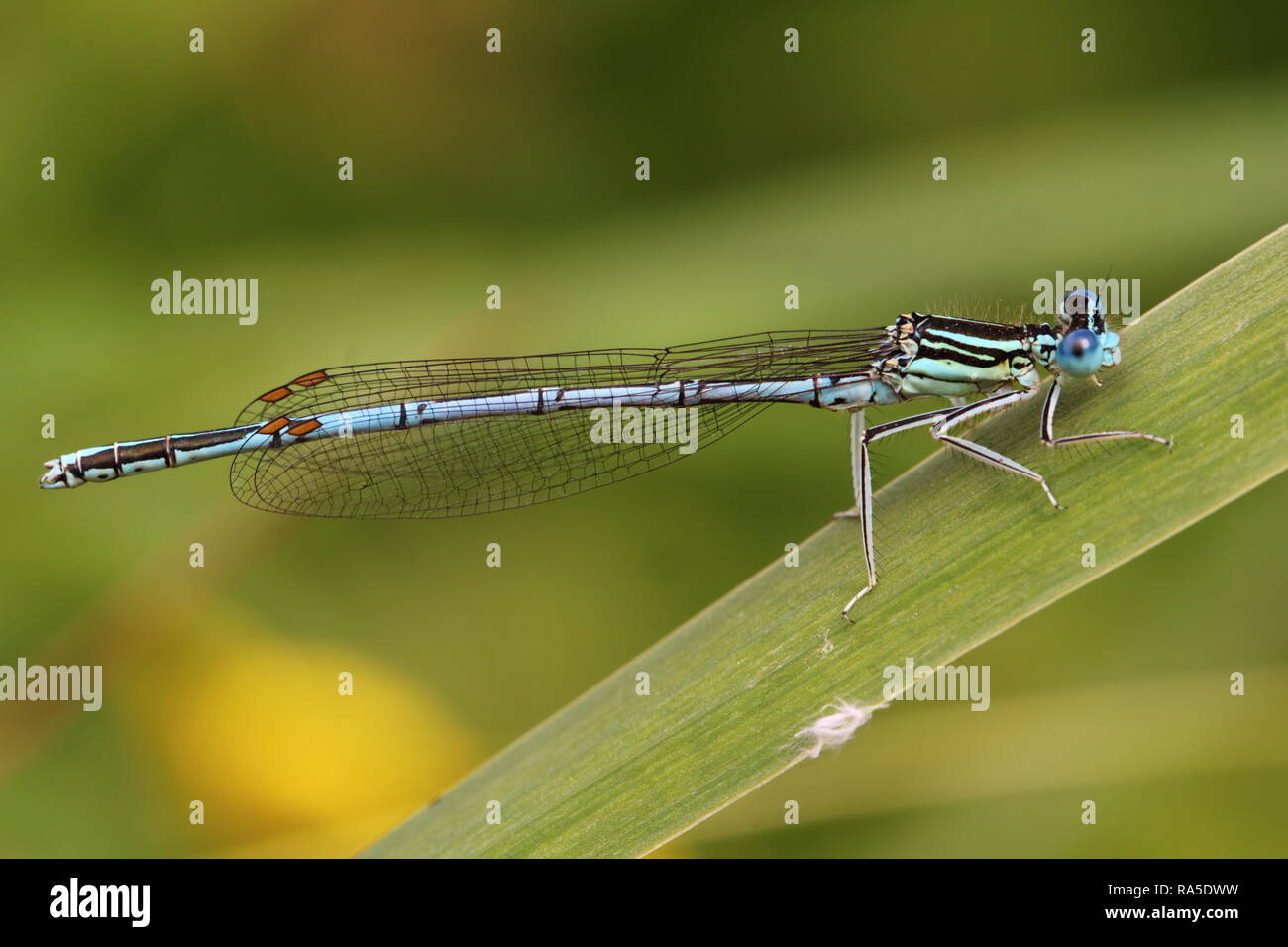 White legged damselflies uk hi-res stock photography and images - Alamy