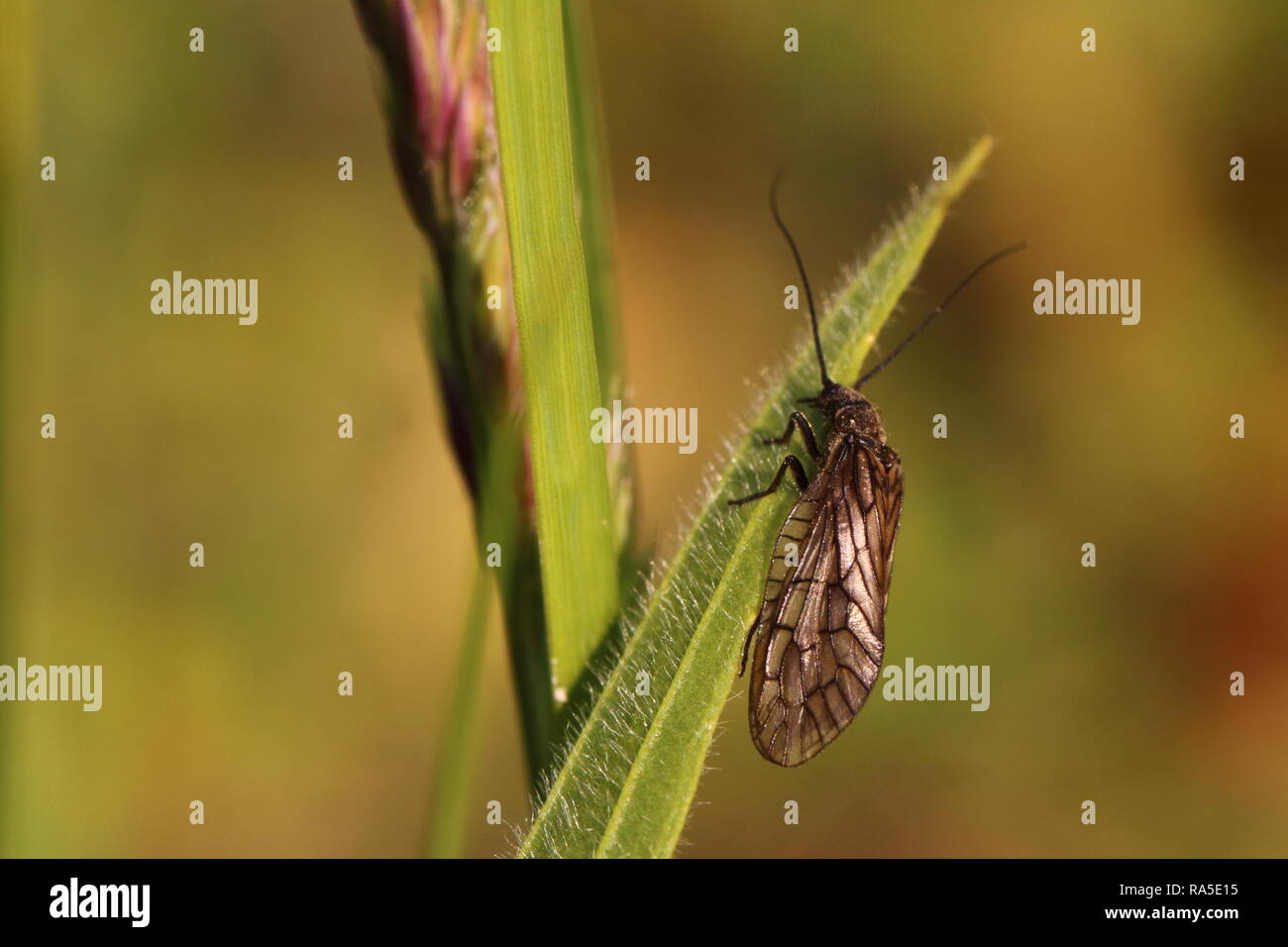 Alder flies hi-res stock photography and images - Alamy