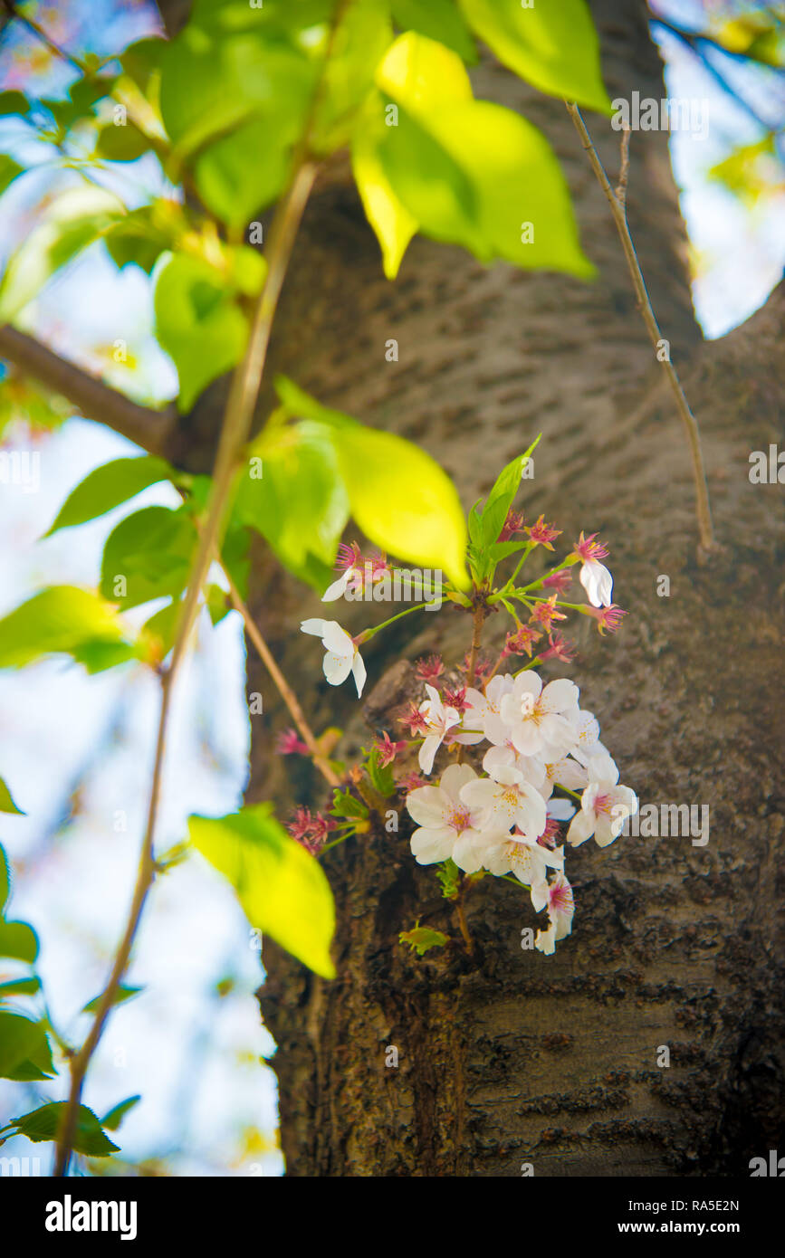 Cherry Blossom in Tokyo, Japan. April in Japan is very popular about ...