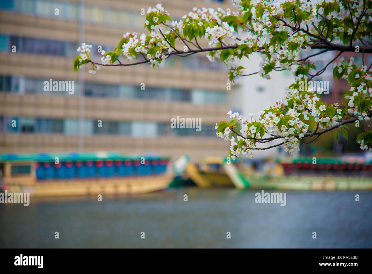 Cherry Blossom in Tokyo, Japan. April in Japan is very popular about ...