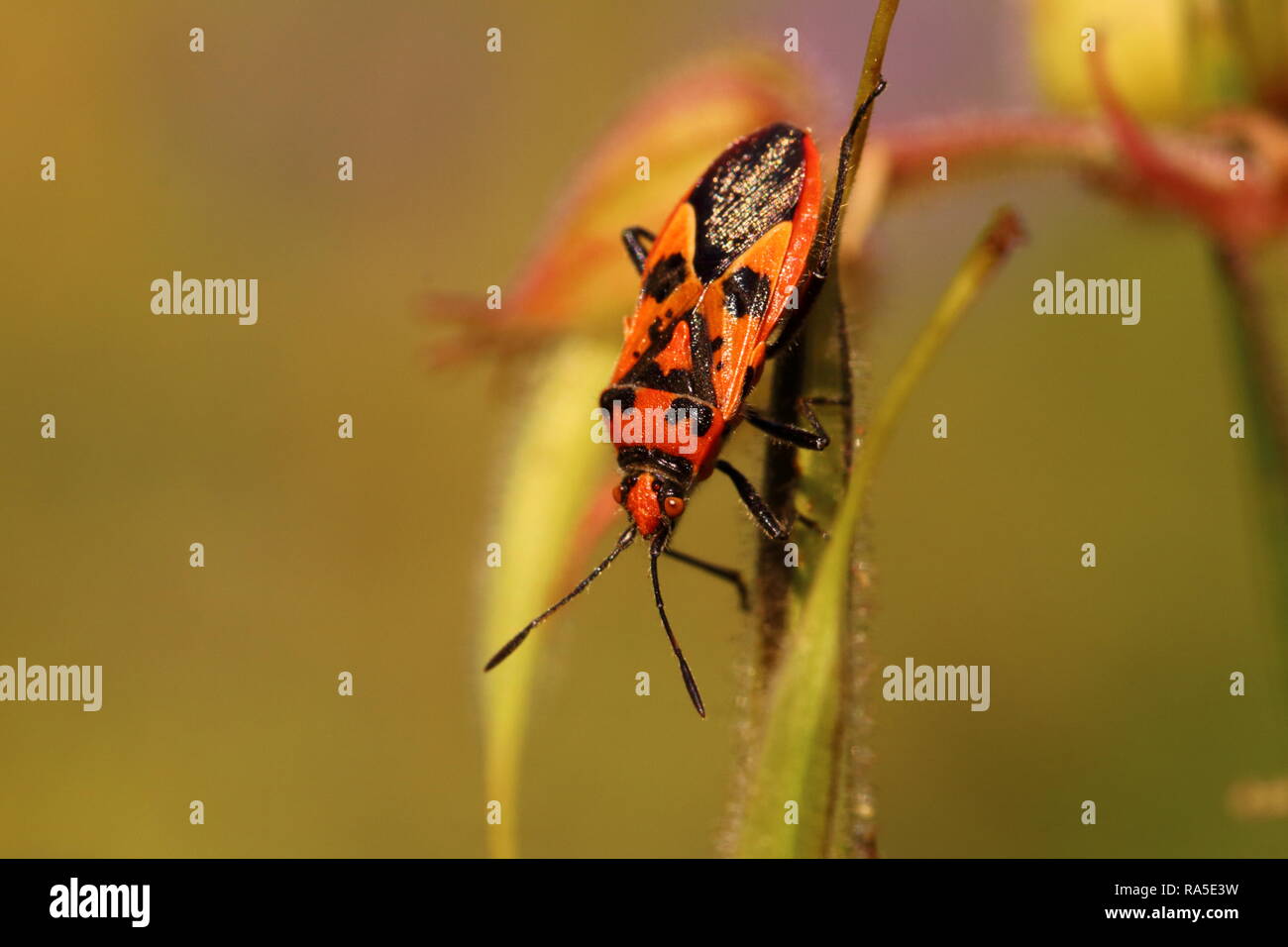 Cinnamon Bug Corizus Hyoscyami High Resolution Stock Photography and ...