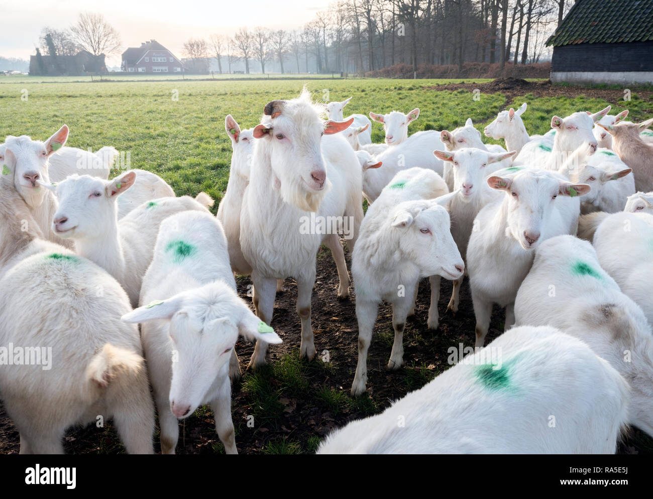white goats in green meadow near farm on utrechtse heuvelrug near ...