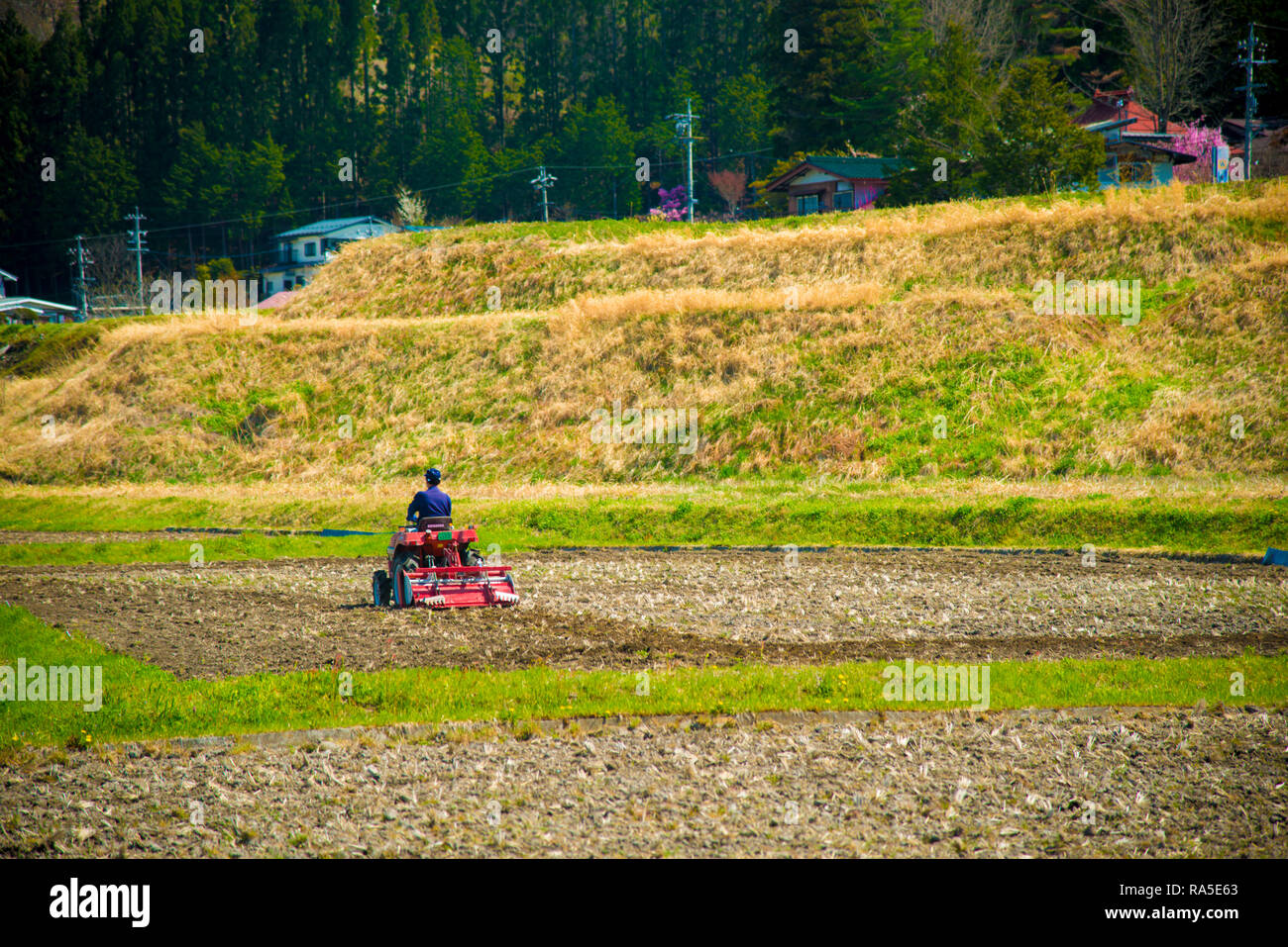 Japanese farmer working for their rice field in the country side of ...
