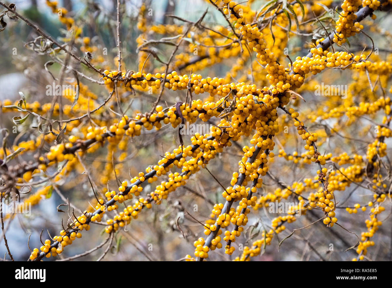 Sea buckthorn berries growing in Nepal Himalayas Stock Photo - Alamy