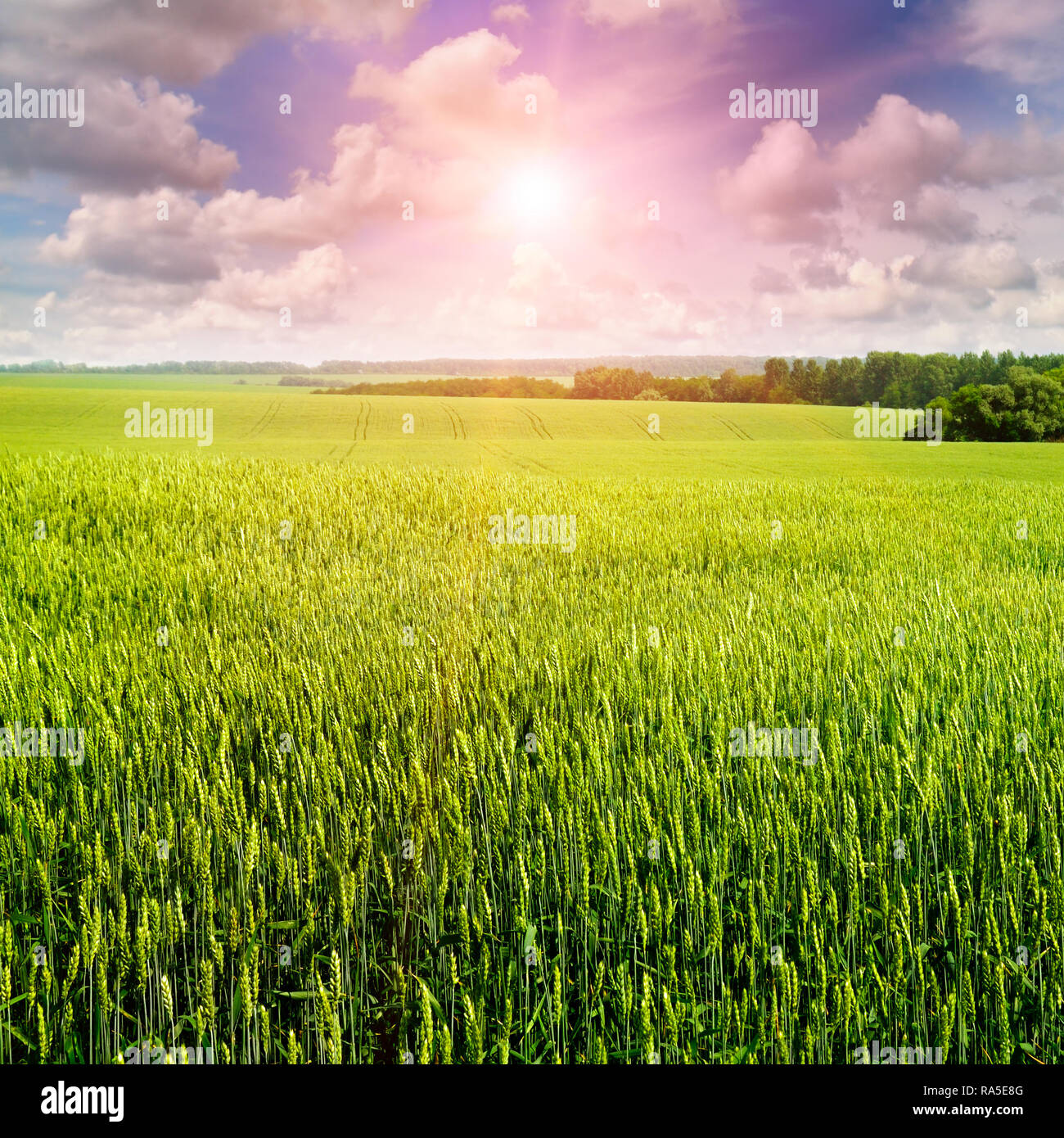 field, sunrise and blue sky Stock Photo - Alamy