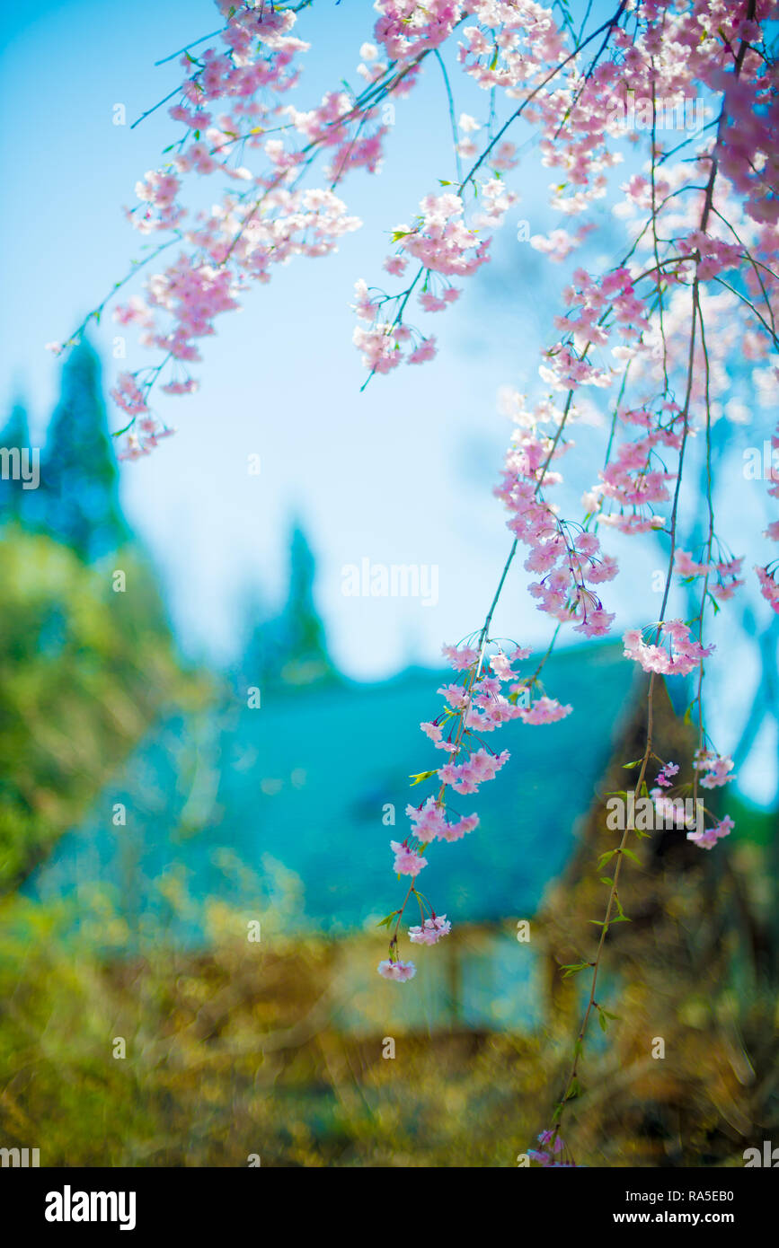 Cherry Blossom in Shinano-Omachi, Japan. April in Japan is very popular ...