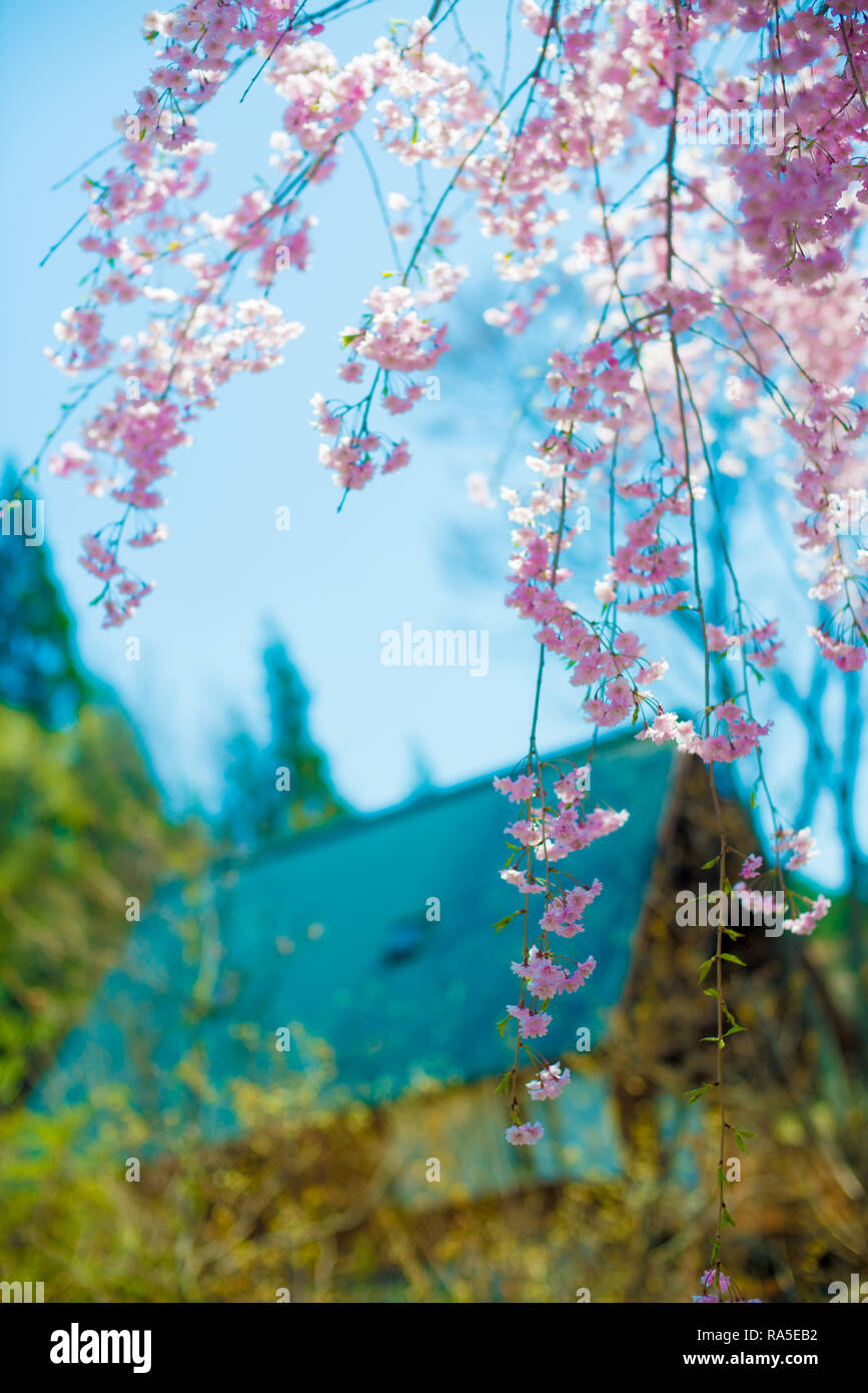 Cherry Blossom in Shinano-Omachi, Japan. April in Japan is very popular ...