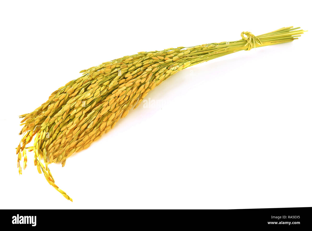 ear of rice on white background Stock Photo - Alamy