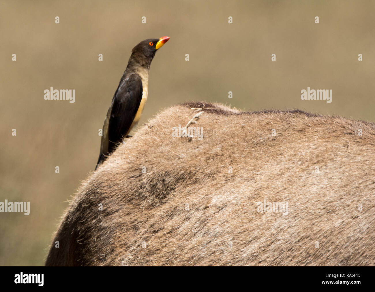 Birds yellow billed oxpecker hi-res stock photography and images - Alamy