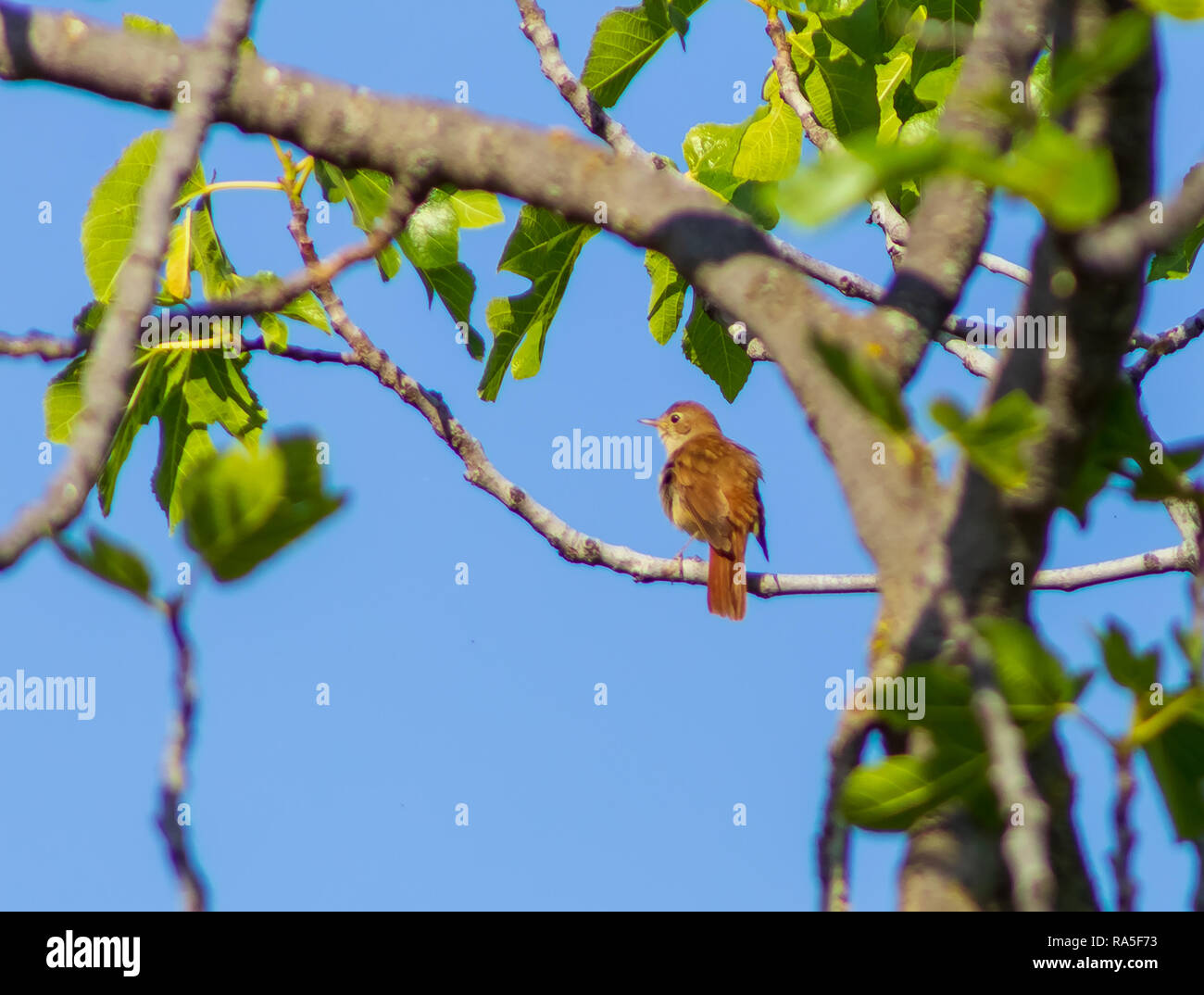 Luscinia megarhynchos, Nightingale Perching in a Tree Stock Photo - Alamy