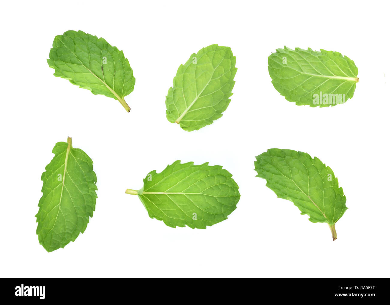 set of fresh mint leaf isolated on white background Stock Photo - Alamy