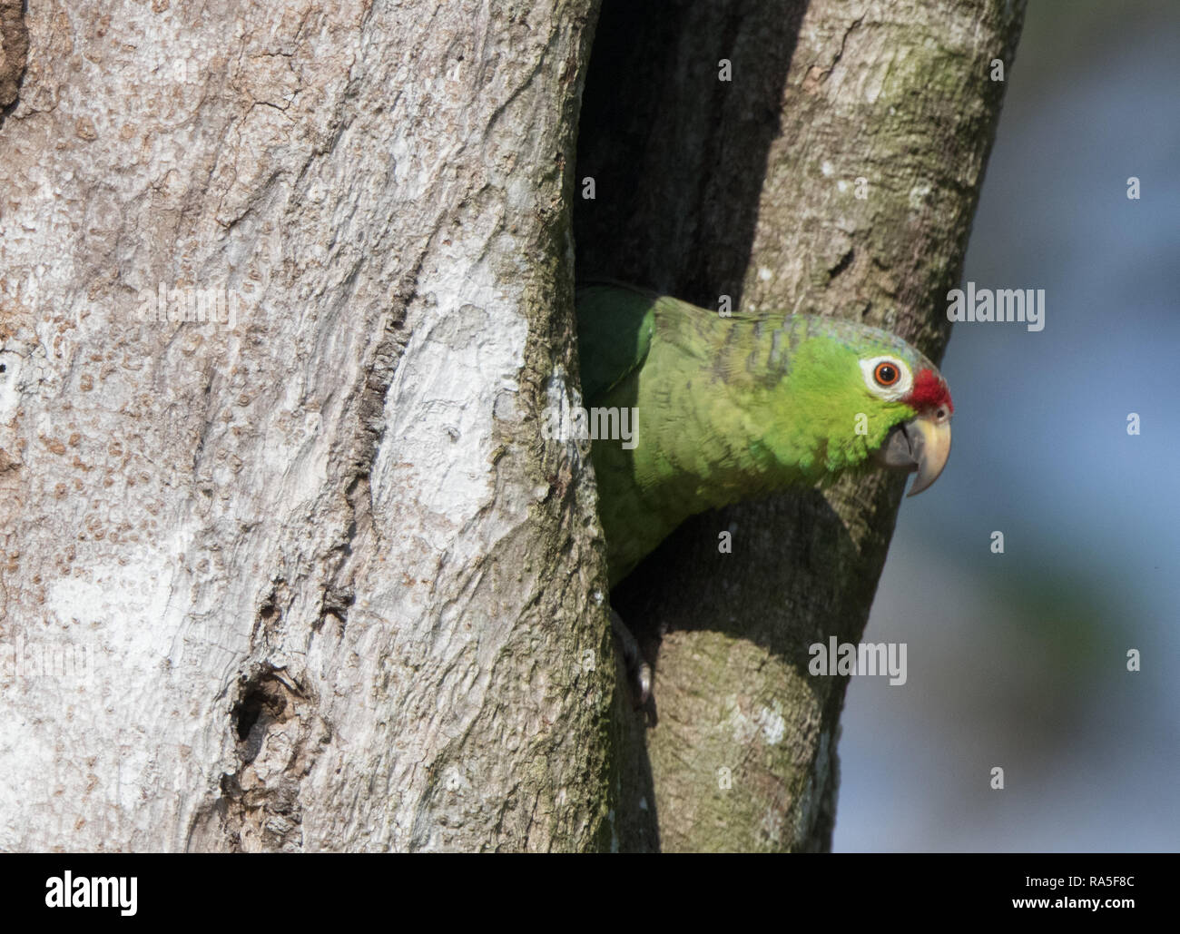 Red lored parrot amazona hi-res stock photography and images - Alamy