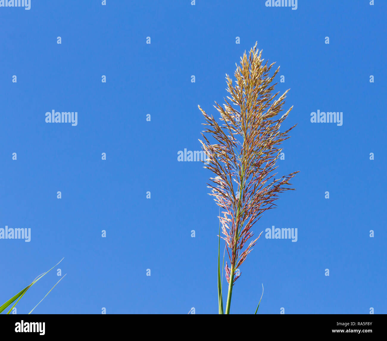 Carrizo cane hi-res stock photography and images - Alamy