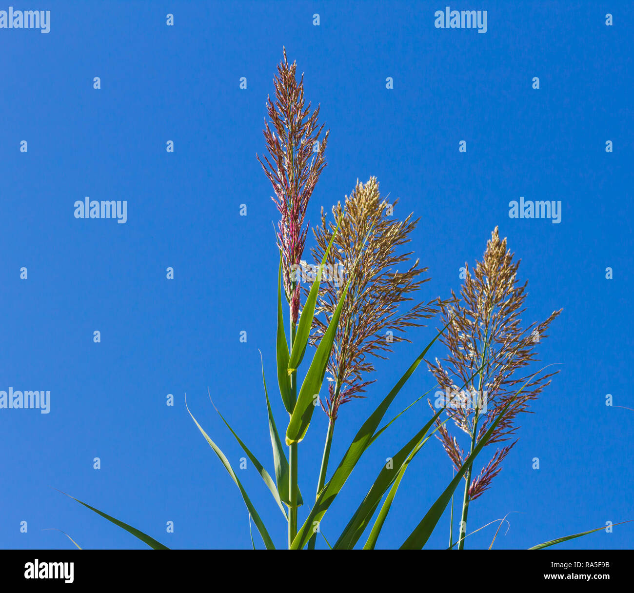 Invasive cane hi-res stock photography and images - Alamy