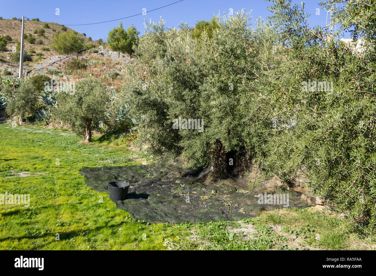 Olea europaea, Olives Ripe and Ready to Harvest, Andalusia Spain Stock ...