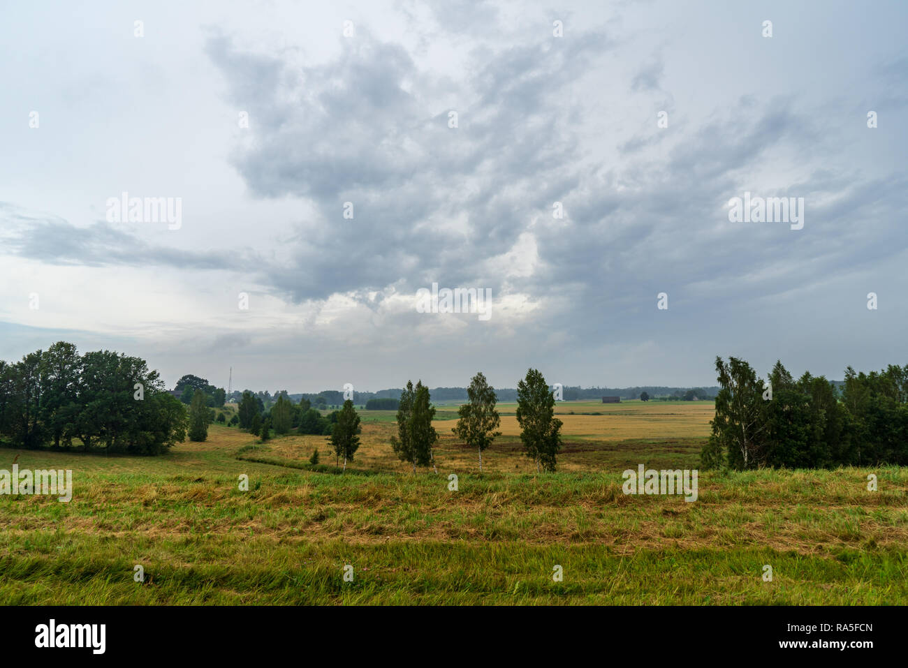 single isolated tree in green meadow field in summer. alone in nature ...
