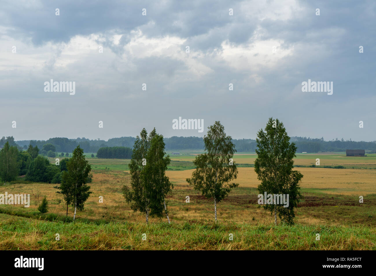 single isolated tree in green meadow field in summer. alone in nature ...