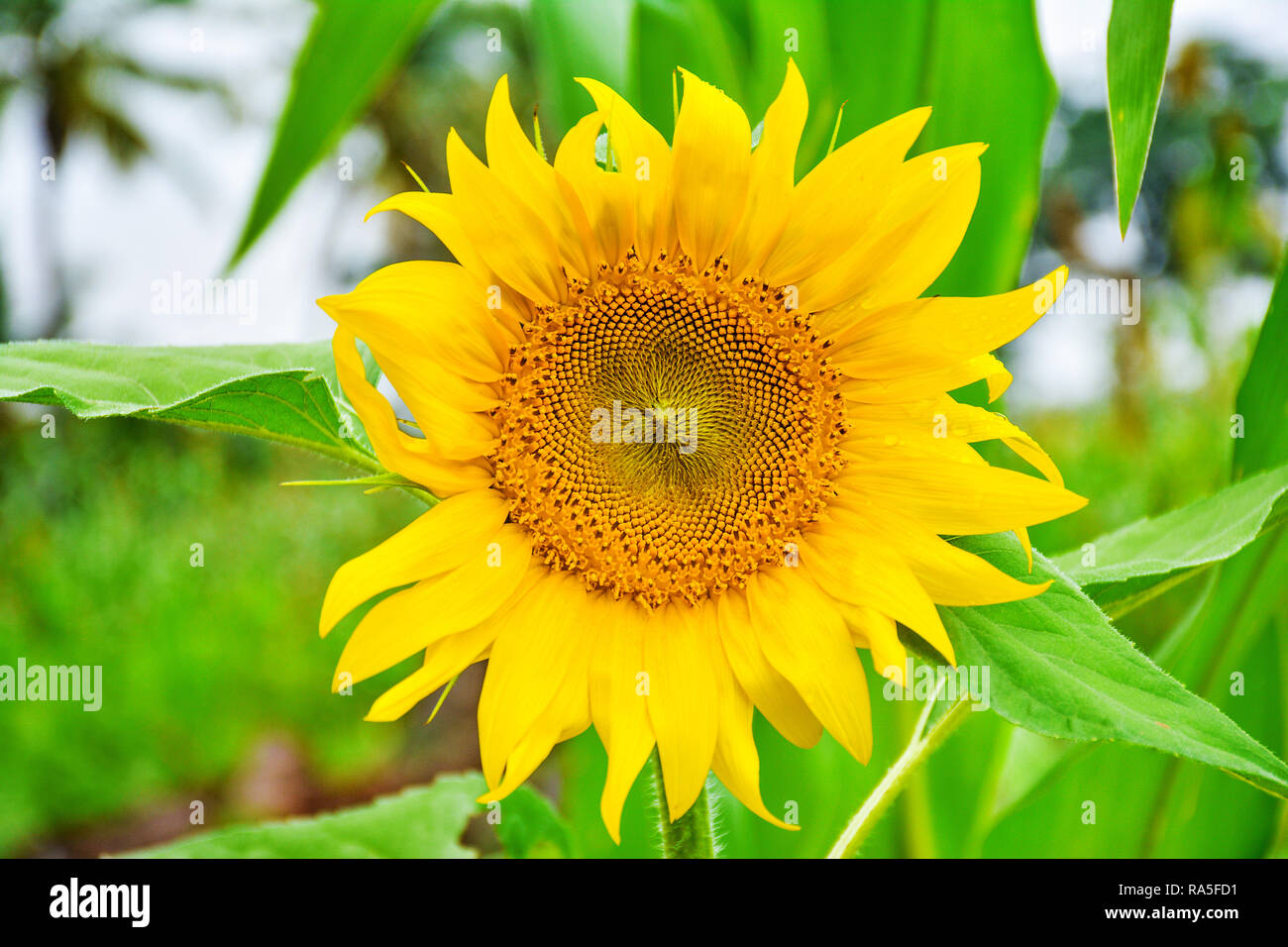 India sunflower hi-res stock photography and images - Alamy