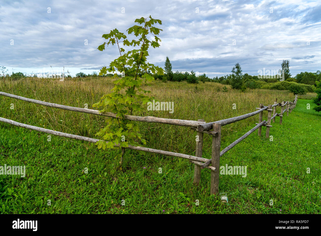 single isolated tree in green meadow field in summer. alone in nature ...