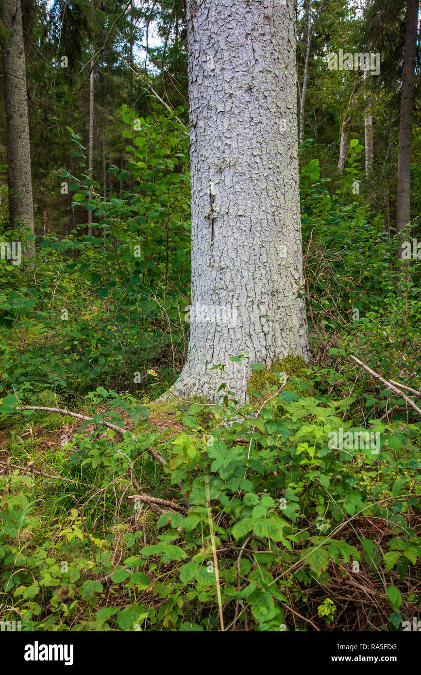 single isolated tree in green meadow field in summer. alone in nature ...