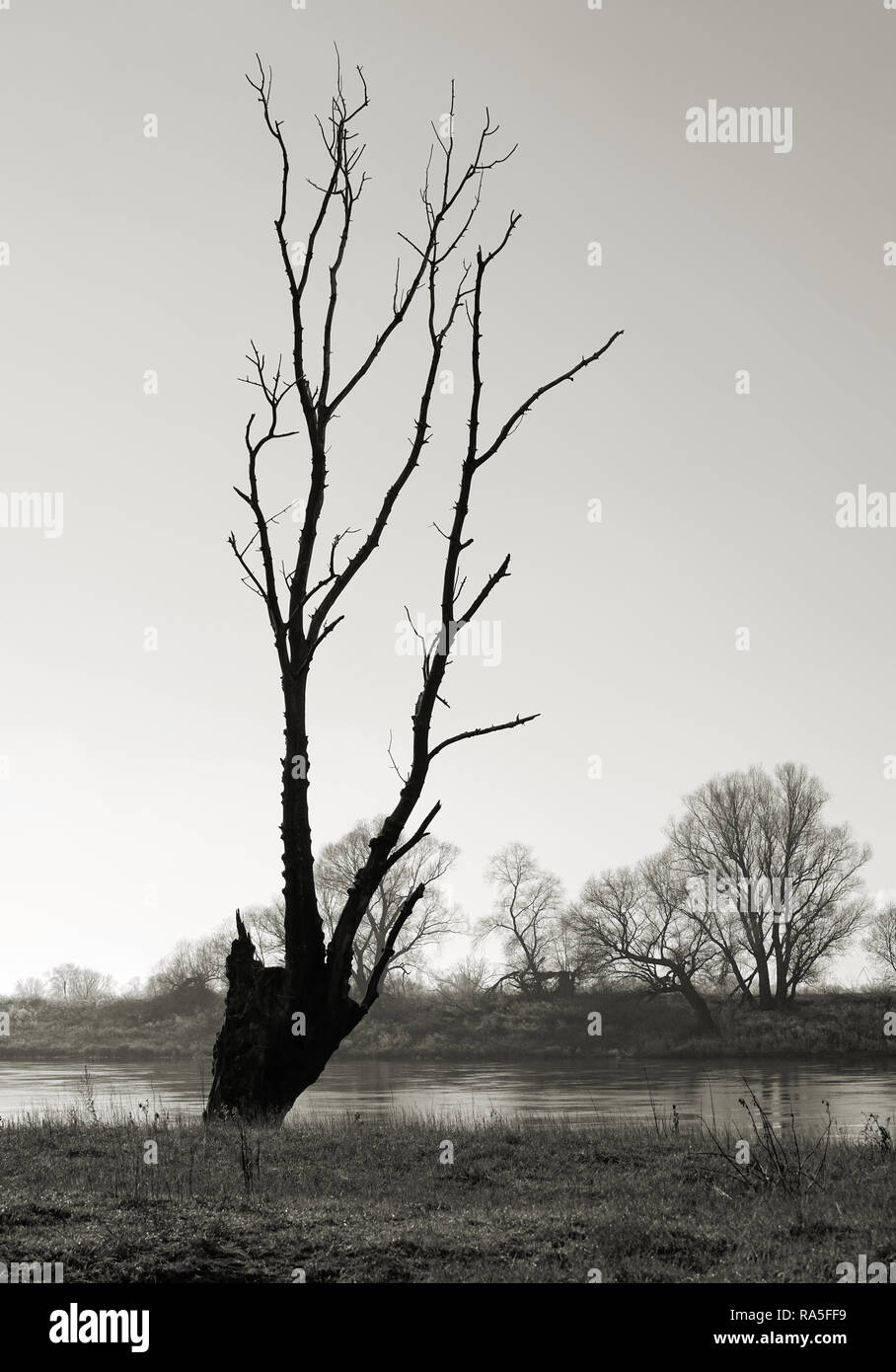 Dead tree on riverbank hi-res stock photography and images - Alamy