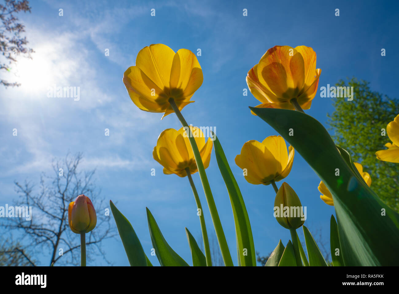 View flowers tulips from below Stock Photo - Alamy