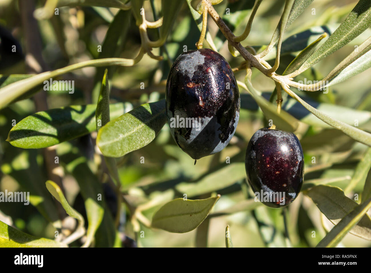 Olea europaea, Olives Ripe and Ready to Pick, Andalusia Spain Stock ...