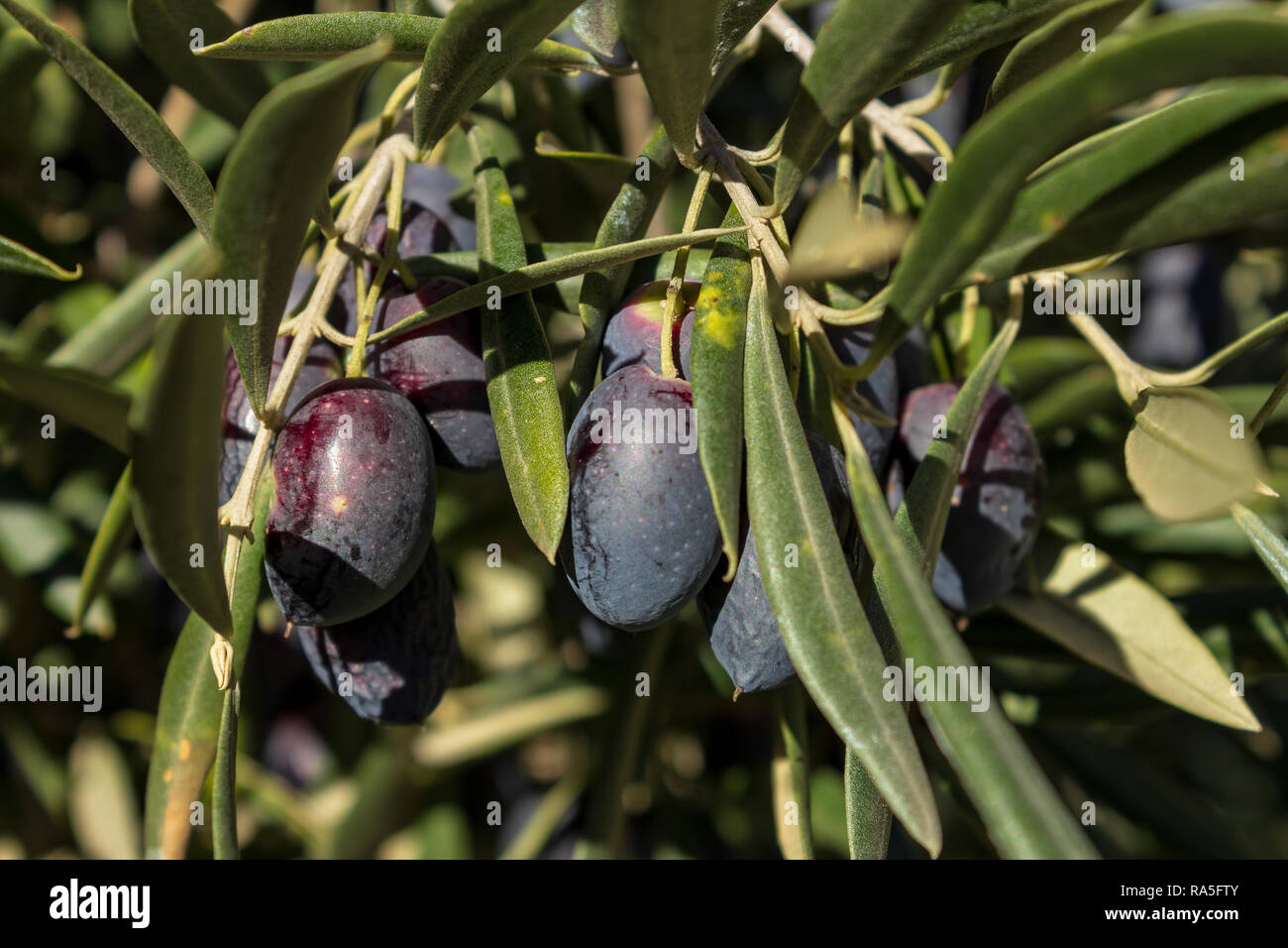 Olea europaea, Olives Ripe and Ready to Pick, Andalusia Spain Stock ...