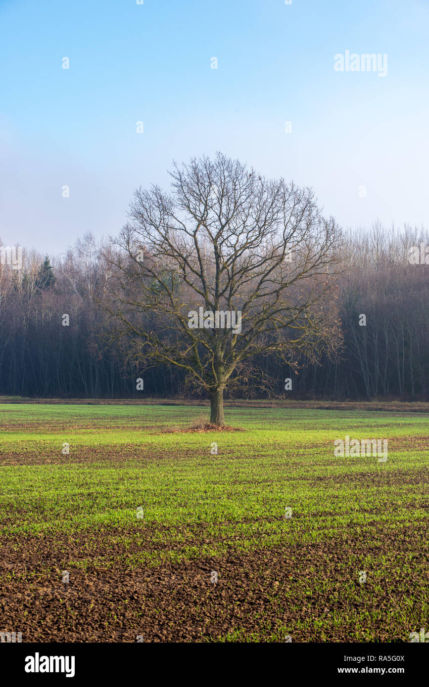 single isolated tree in green meadow field in summer. alone in nature ...