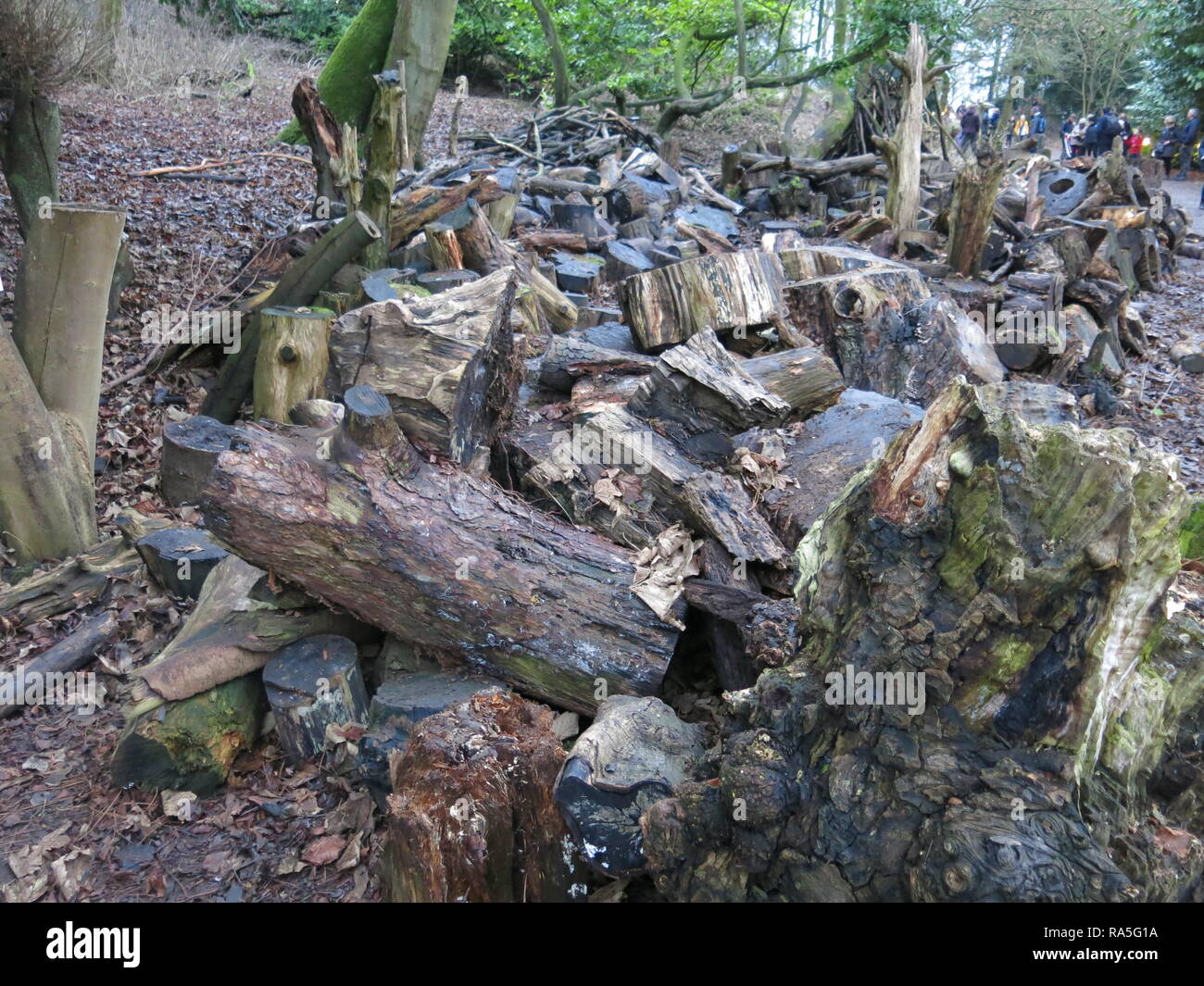 A large log-pile in the woods creates a habitat for insects and ...