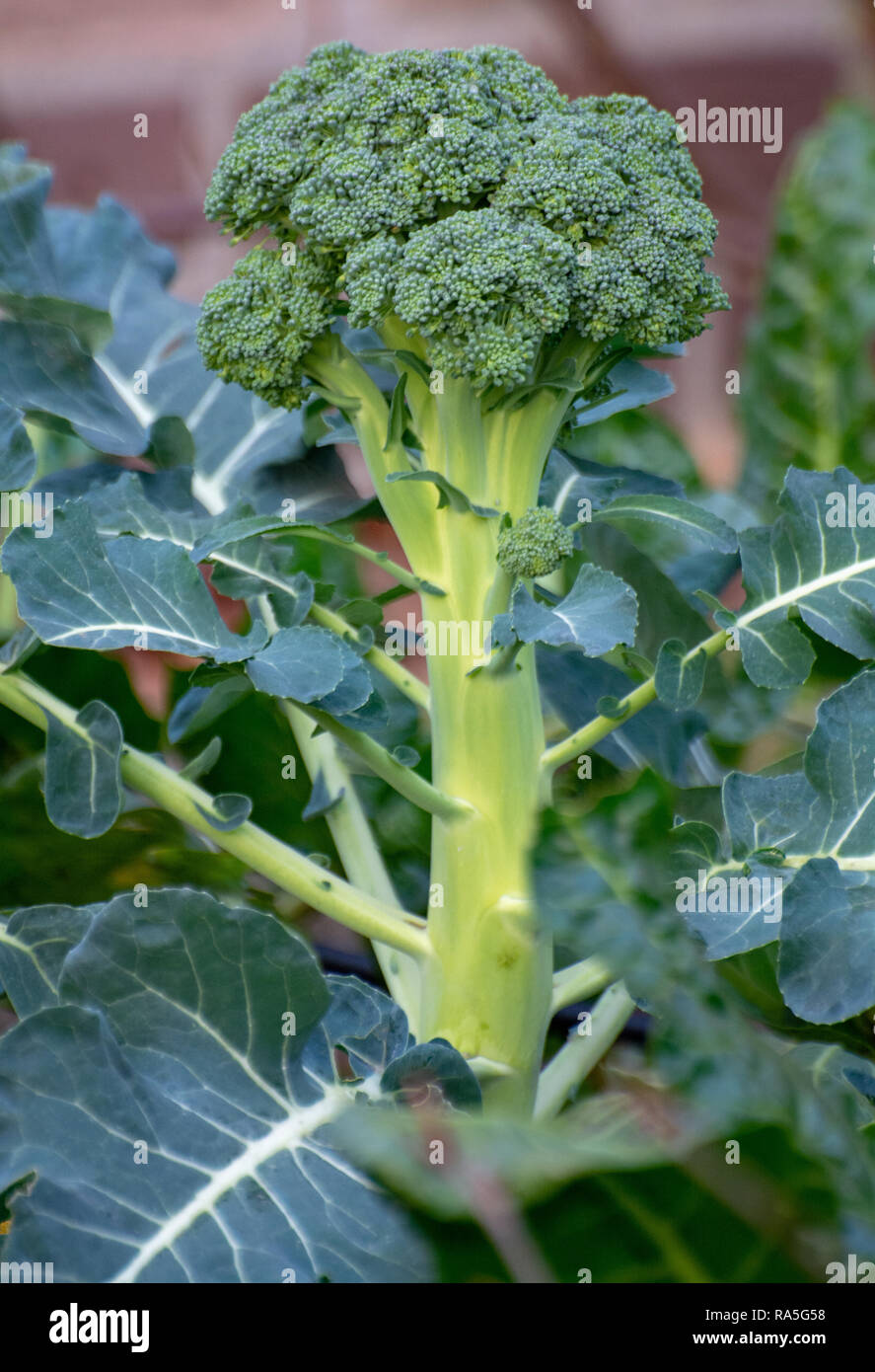 Ripe broccoli cabbage growing in garden ready to harvest Stock Photo ...