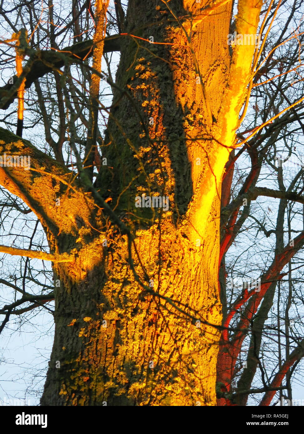Close-up of the trunk of a mature woodland tree, illuminated by bright ...