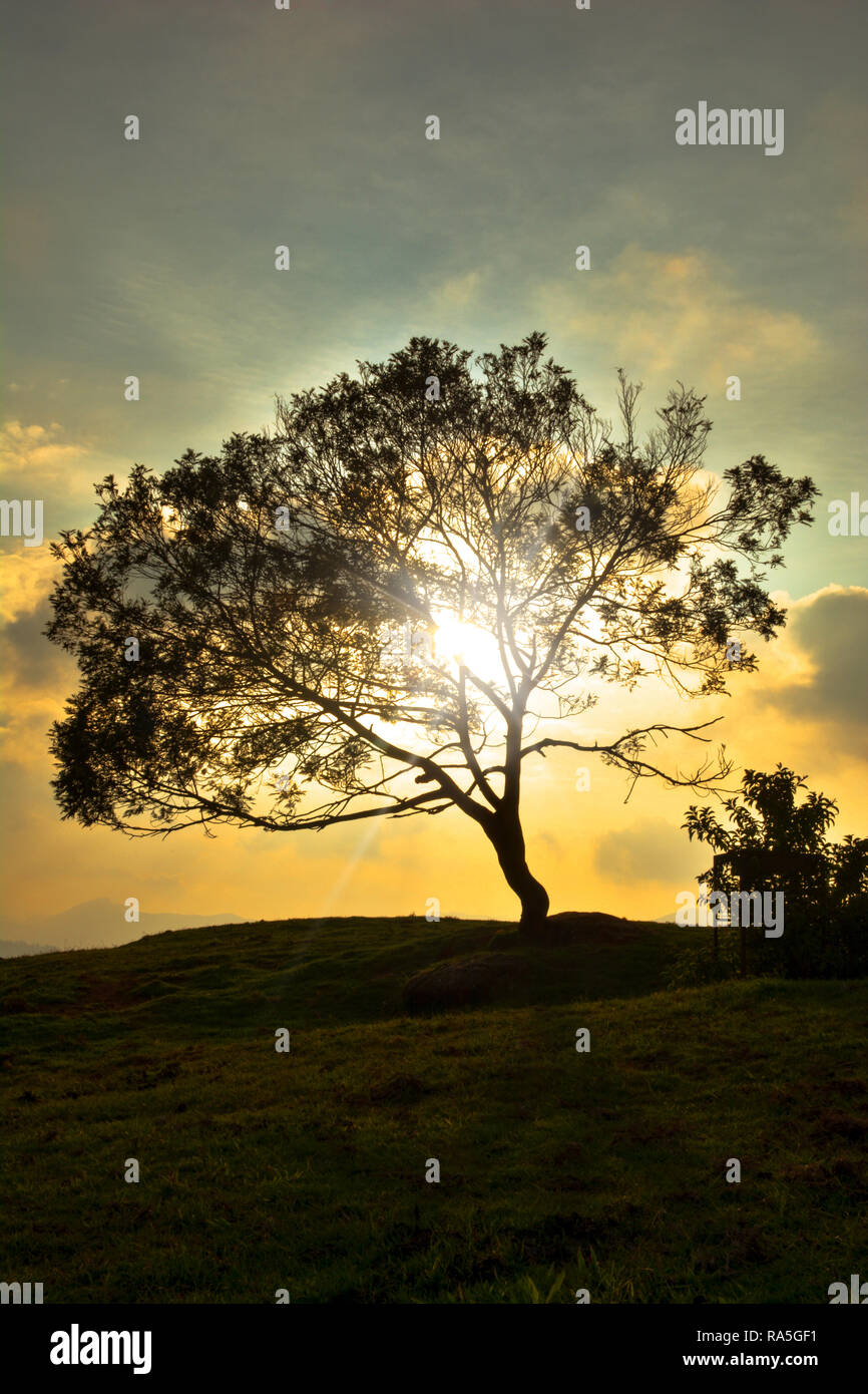 Sun Rays Through A Big Tree Stock Photo - Alamy