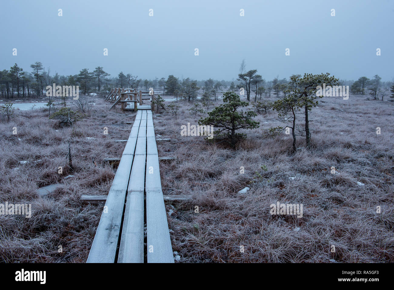 nature trail in swamp in deep snow in winter. overcast day, bog with ...