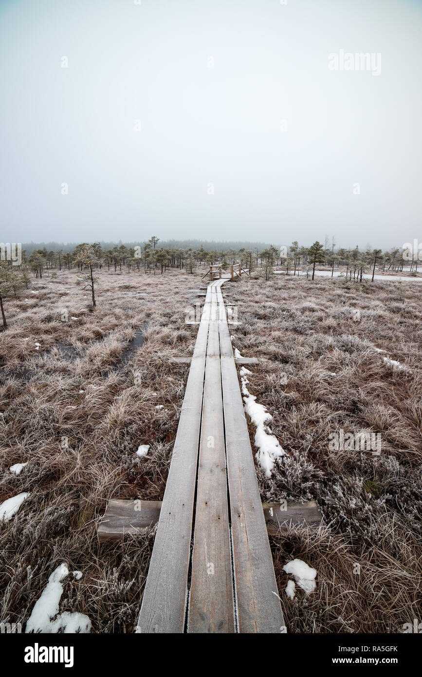 nature trail in swamp in deep snow in winter. overcast day, bog with ...