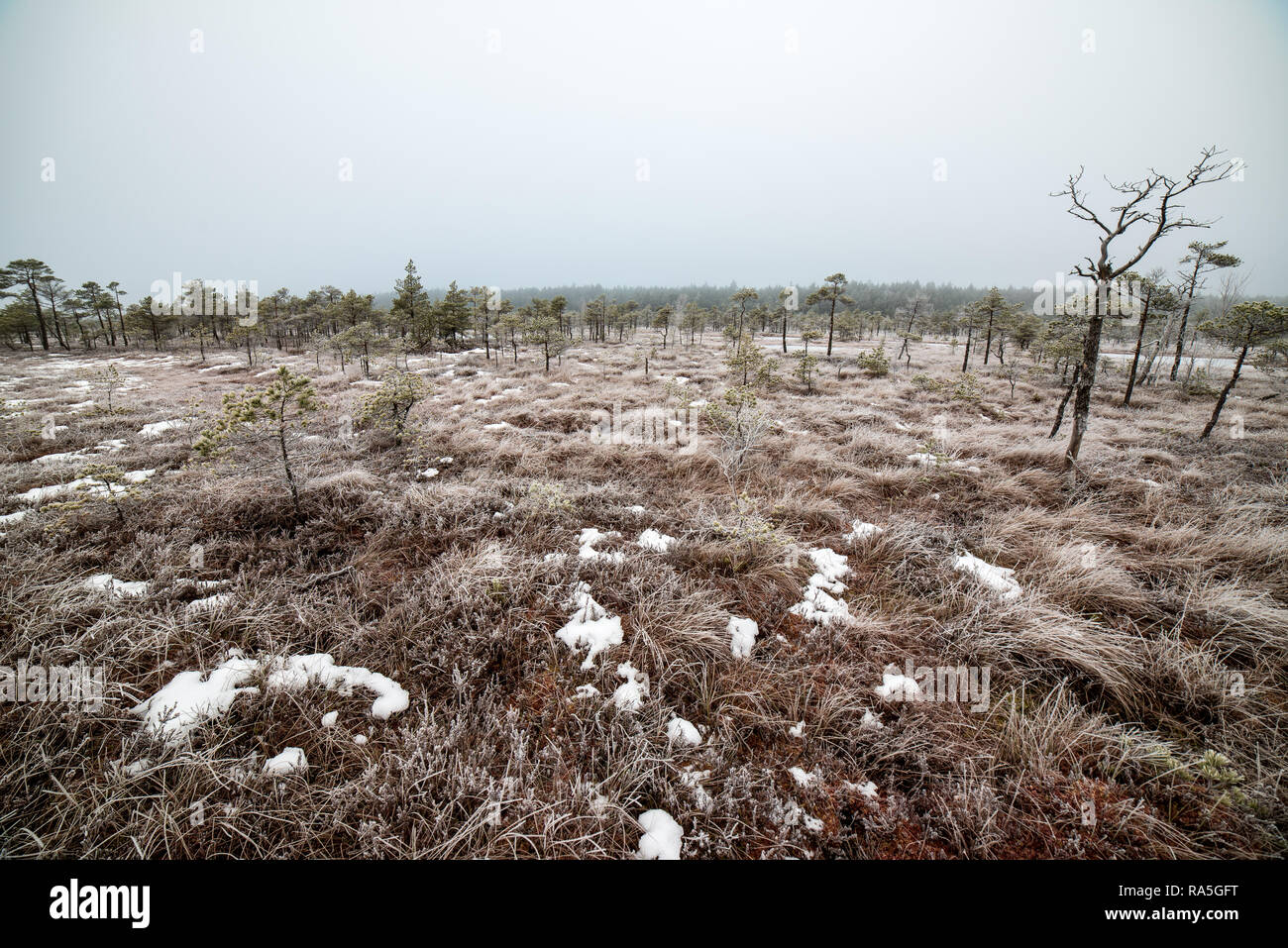 nature trail in swamp in deep snow in winter. overcast day, bog with ...